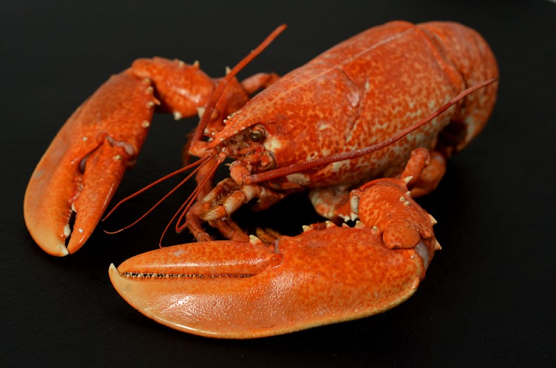 Homard Europe (au kg) - Poissonnerie ROBERT