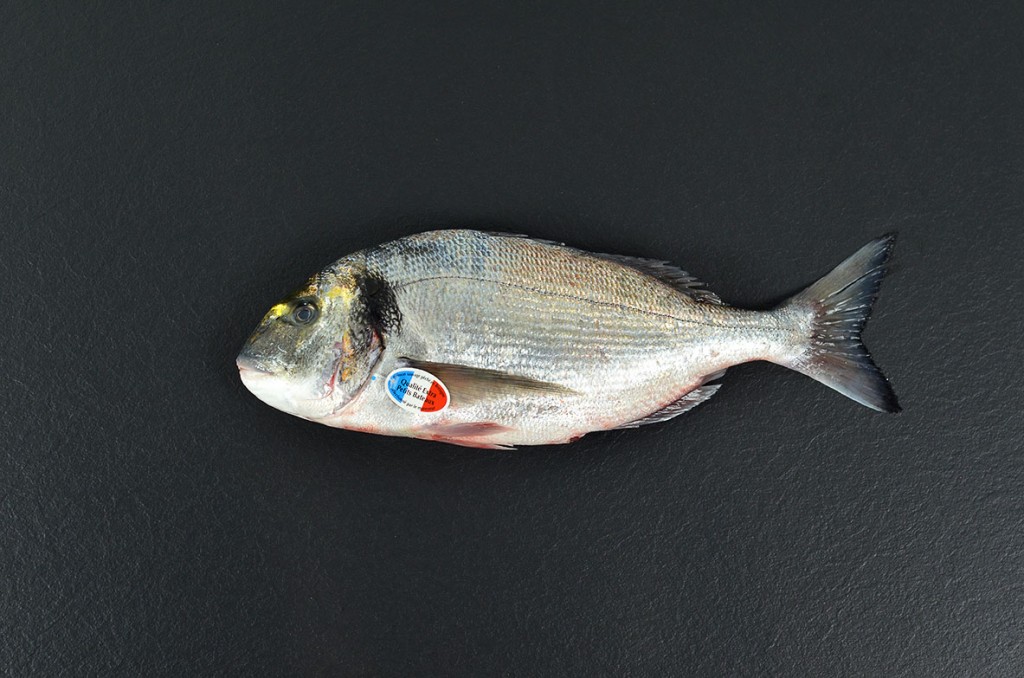 Daurade royale de ligne (au kg) - Poissonnerie ROBERT