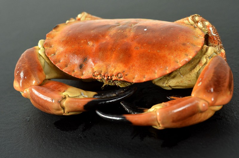 Tourteau cuit (au kg) - Poissonnerie ROBERT