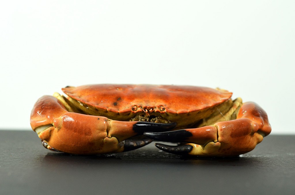 Tourteau cuit (au kg) - Poissonnerie ROBERT