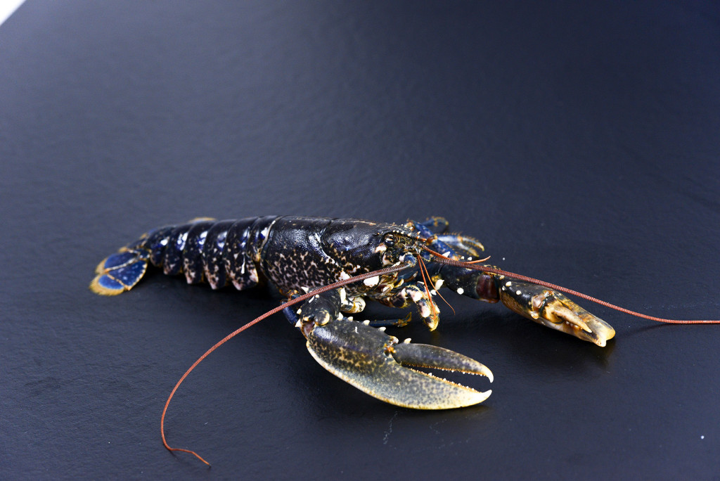 Homard Europe (au kg) - Poissonnerie ROBERT