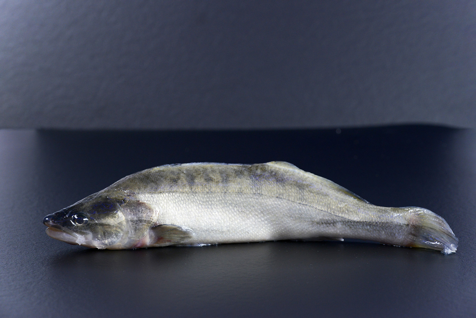 Sandre entier (au kg) - Poissonnerie ROBERT