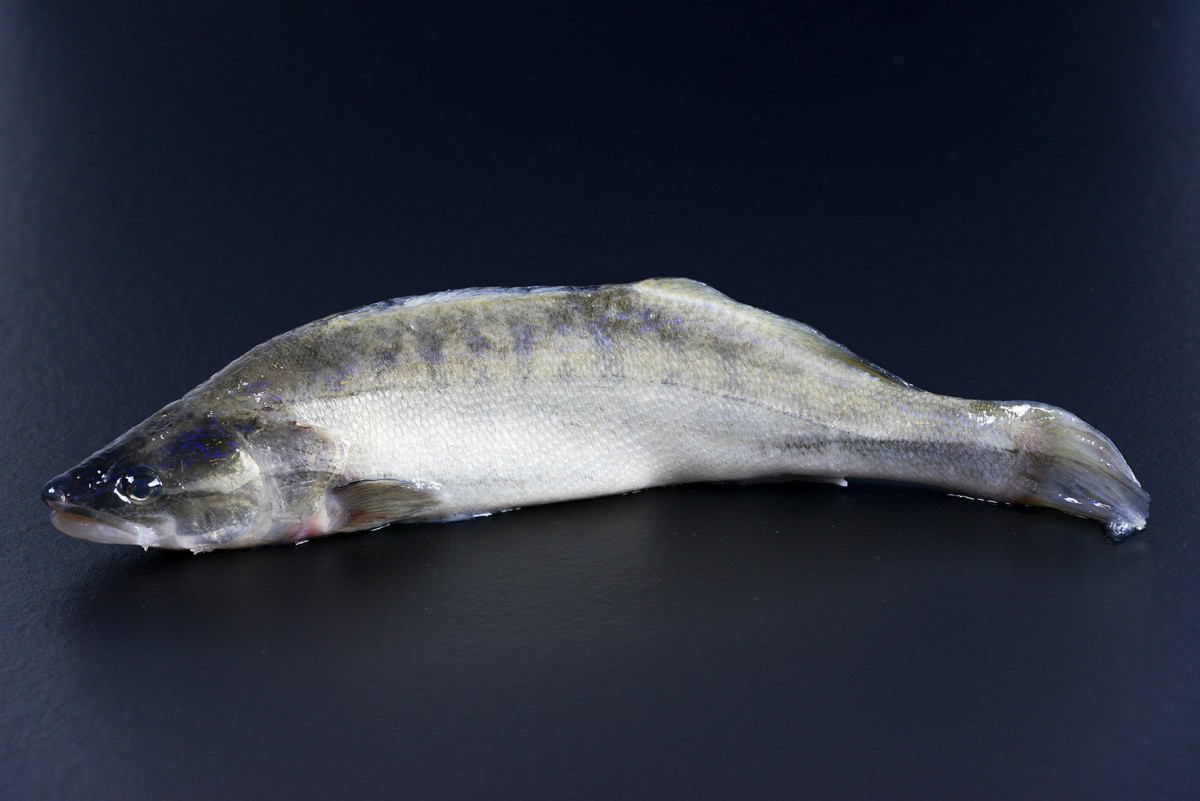 Sandre entier (au kg) - Poissonnerie ROBERT