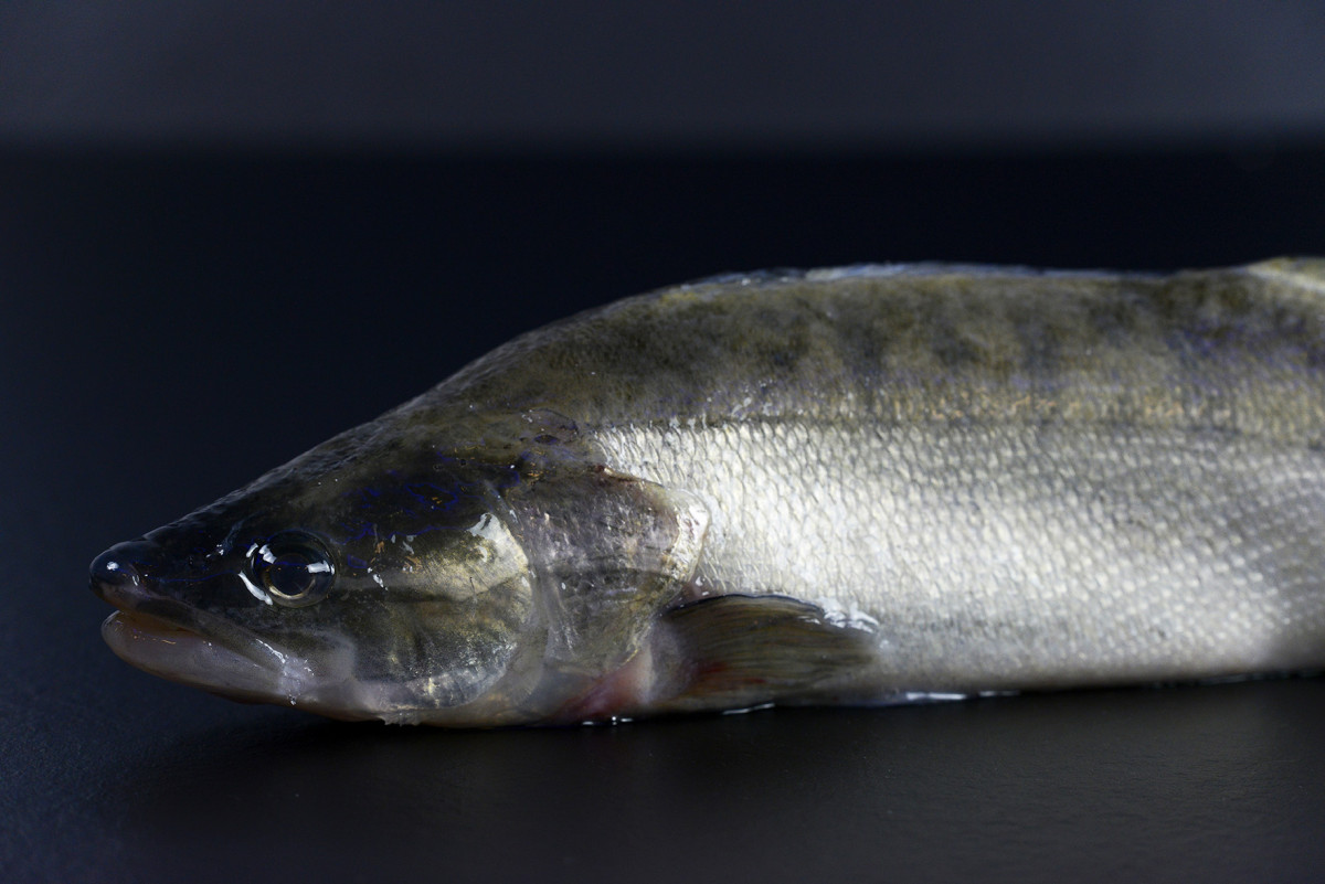 Sandre entier (au kg) - Poissonnerie ROBERT