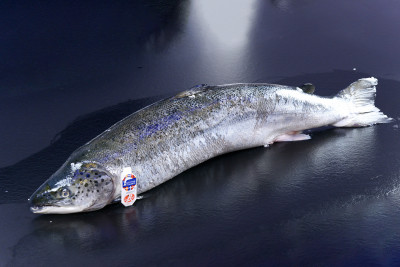 Saumon entier 4 à 6 kg (au kg) - Poissonnerie ROBERT
